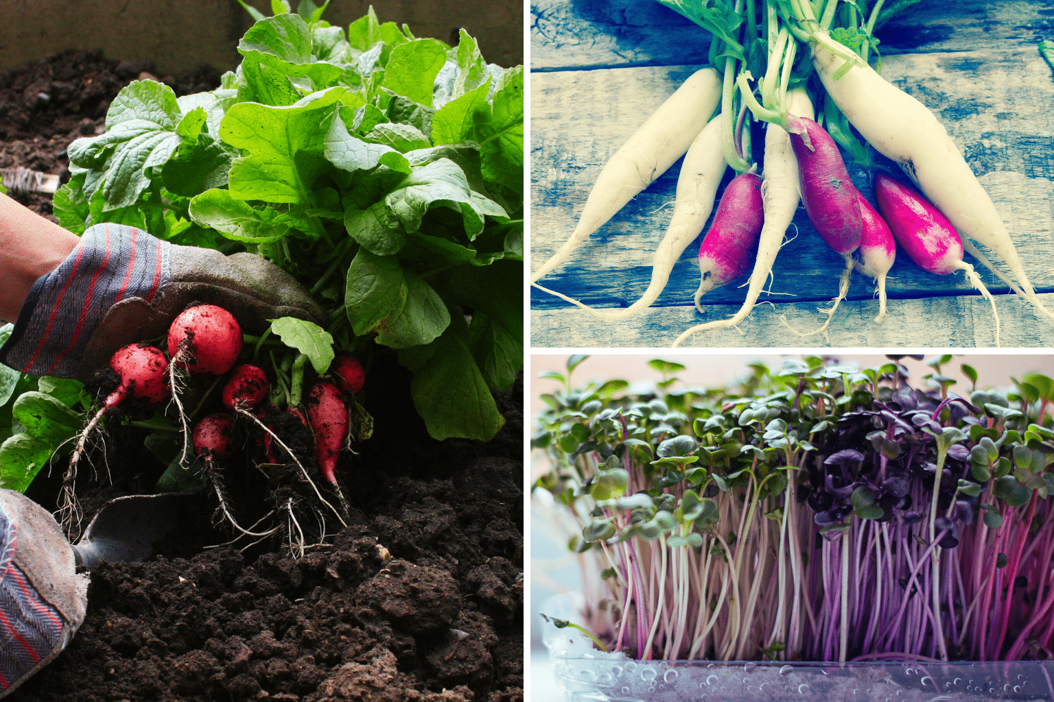 Radish (Raphanus sativus) - UpRooted Greens